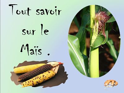 Tout savoir sur le maïs